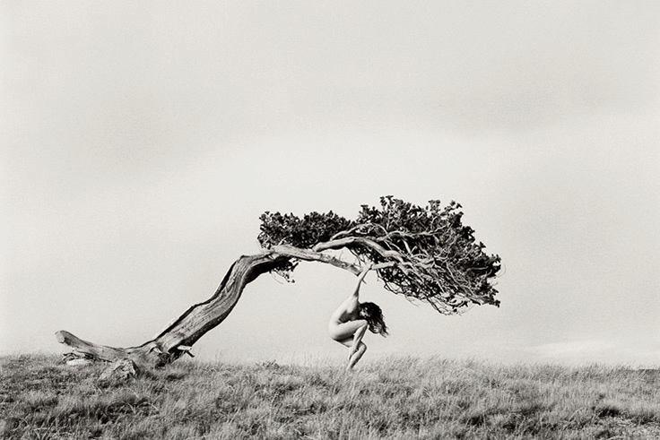 The Lonely Tree – colleen thornton